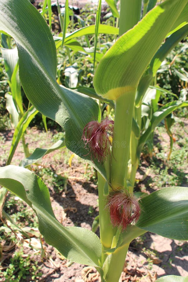 Corn plant stock image. Image of cobs, outdoor, mays - 75480655