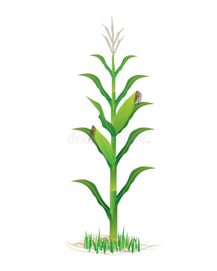 Corn plant stock vector. Illustration of growth, plant - 87711981