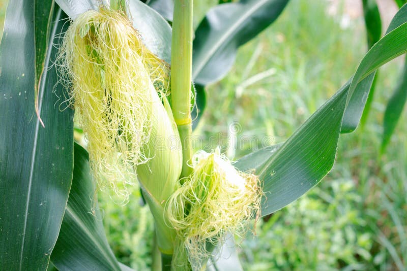 The Corn Plant Was Producing Corn Ears Stock Photo - Image of leaf ...