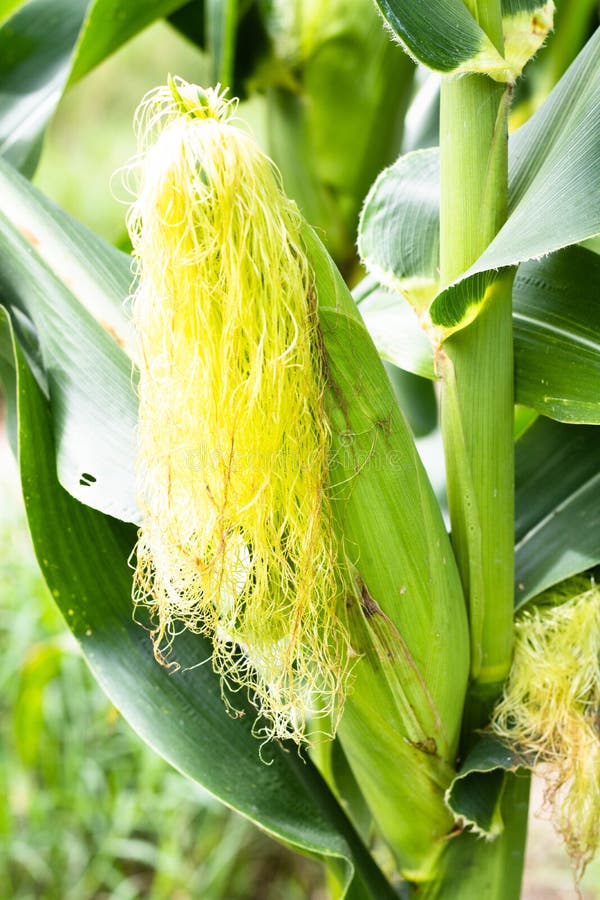 The Corn Plant Was Producing Corn Ears Stock Photo - Image of colours ...