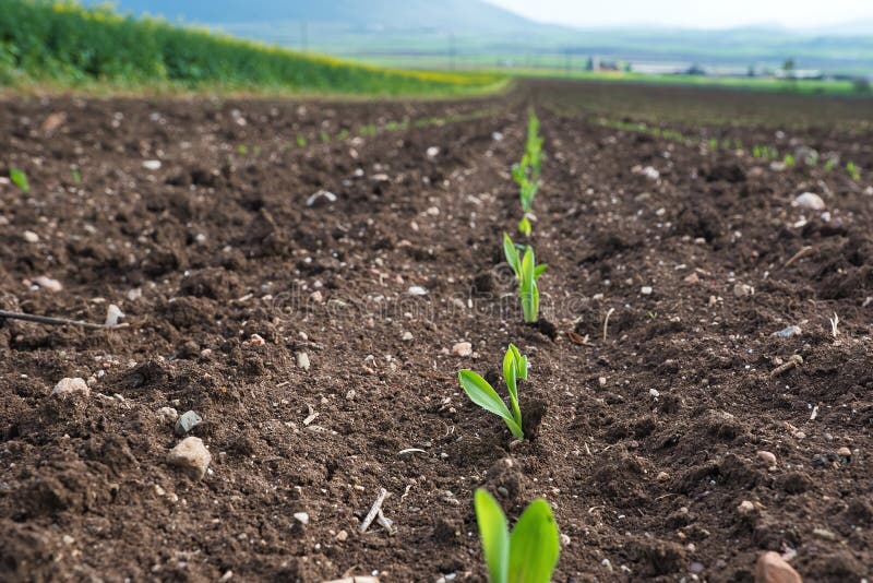 Corn Plant, Which Sprouted a Week Ago. Stock Image - Image of closeup ...