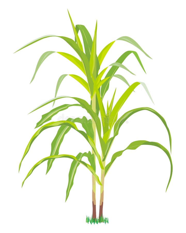 Corn Plant on White Background Vector Design Stock Vector ...