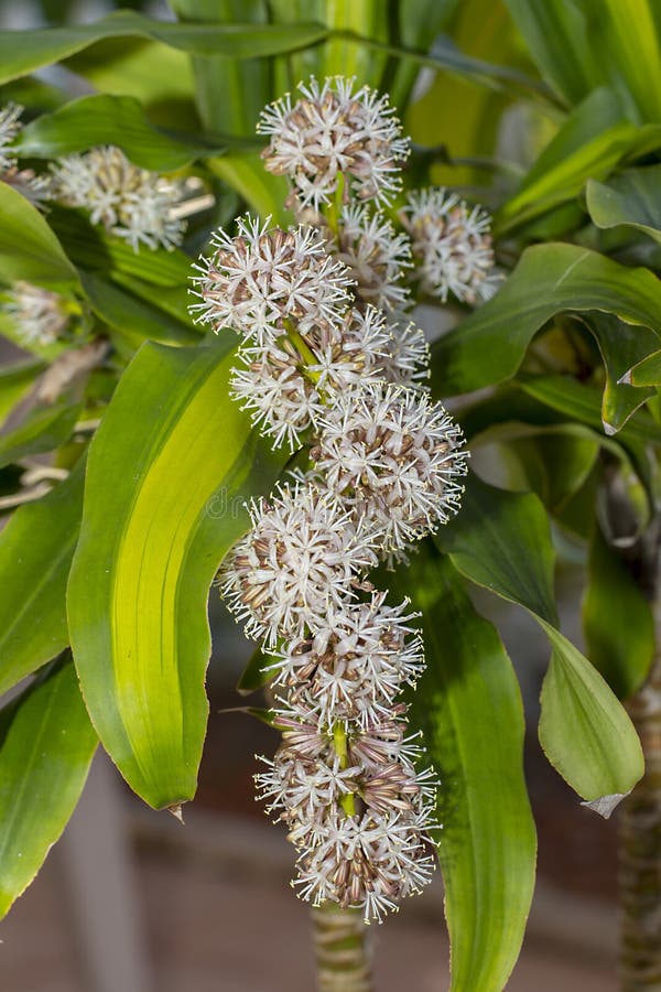 Corn Plant Flower Bud Macro Stock Photo - Image of outdoors, unopened ...
