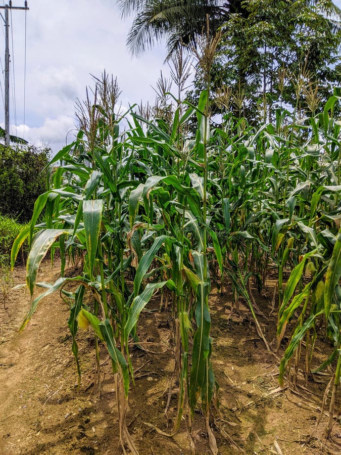 Corn Plantation Area in Aimas, Sorong Regency Stock Photo - Image of ...