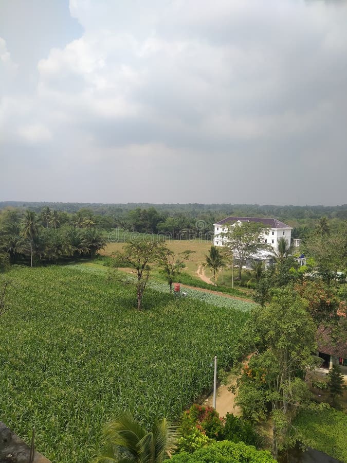 Corn plantation building stock image. Image of corn - 290534203