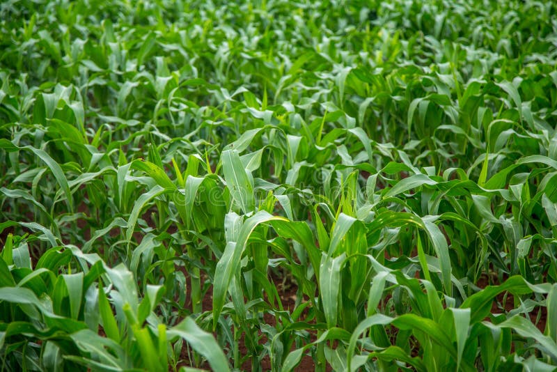 Corn Plantation Crop Cultive Stock Photo - Image of cultivated ...