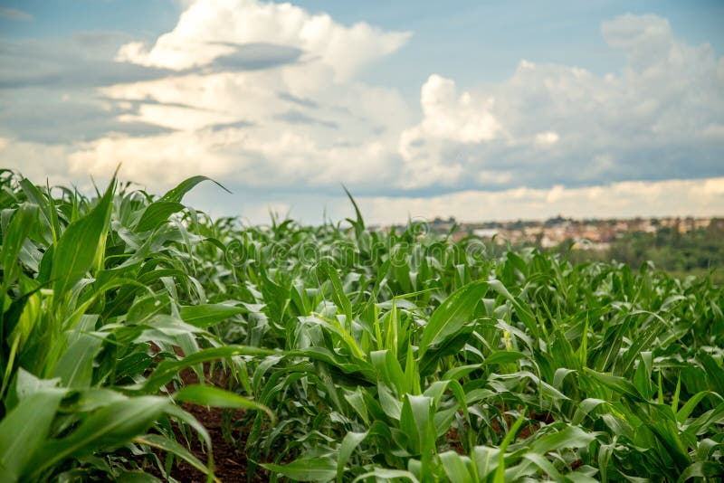 Corn Plantation Crop Cultive Stock Photo - Image of land, farmland ...