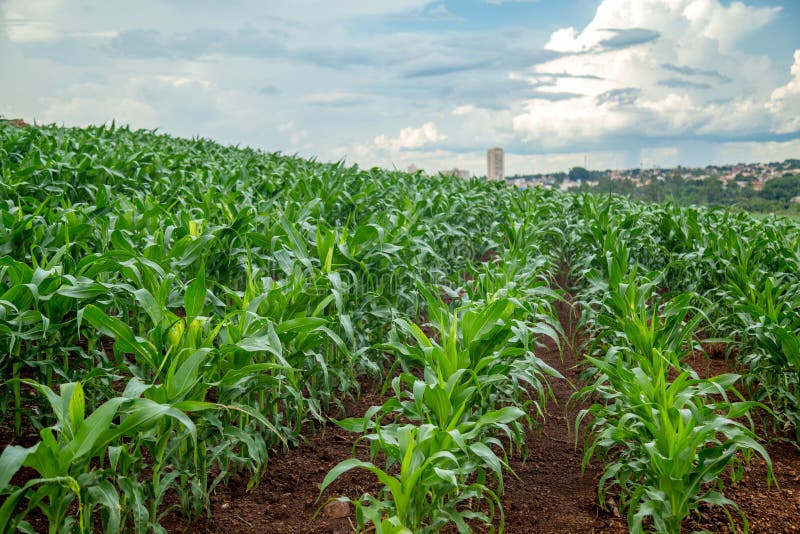 Corn Plantation Crop Cultive Stock Image - Image of grain, farmland ...