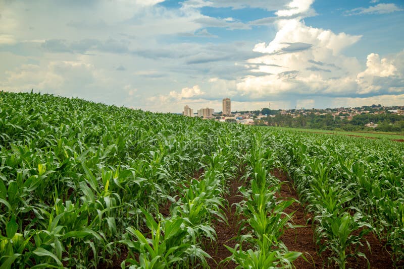 Corn Plantation Crop Cultive Stock Photo - Image of green, natural ...