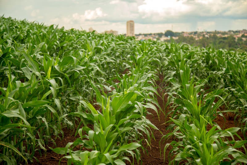 Corn Plantation Crop Cultive Stock Image - Image of green, plant: 95755405