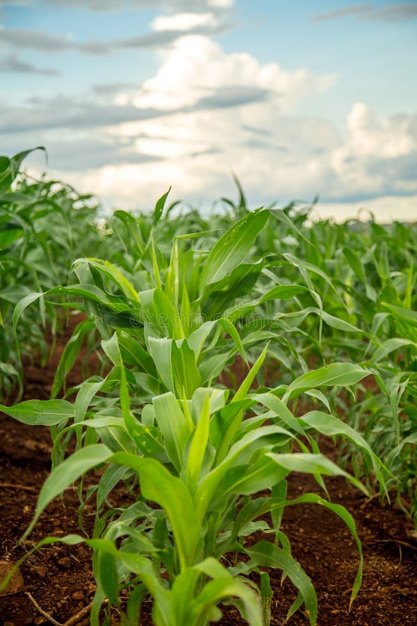 Corn Plantation Crop Cultive Stock Photo - Image of farming, corn: 95755420