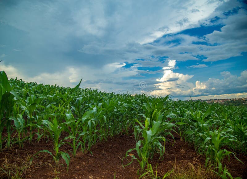 Corn Plantation Crop Cultive Stock Photo - Image of plant, leaf: 95755500