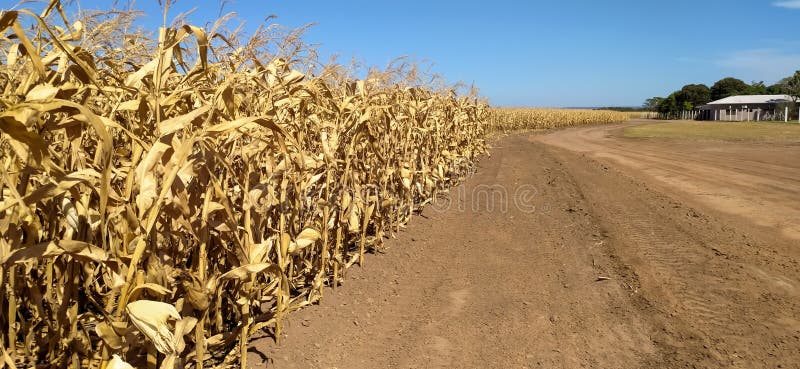 Corn plantation farm stock photo. Image of sand, soil - 324353886