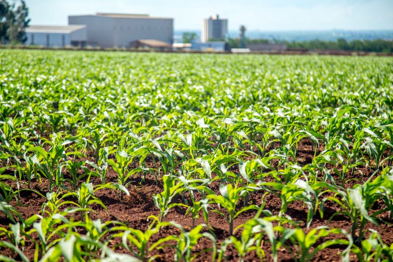 Corn plantation field stock image. Image of nature, countryside - 95605829