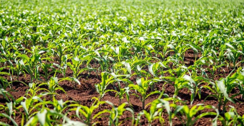 Corn plantation field stock photo. Image of organic, leaf - 95606056