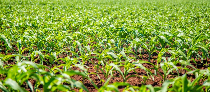 Corn plantation field stock image. Image of nature, rural - 95606307