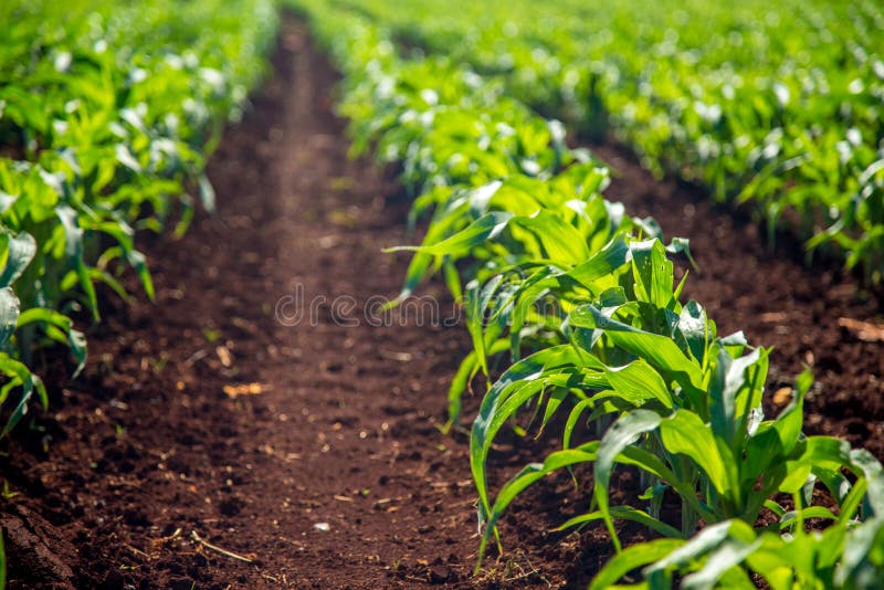 Corn plantation field stock photo. Image of farming, food - 95608804