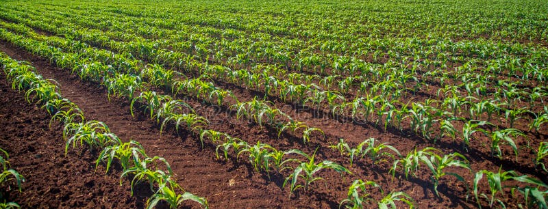 Corn plantation field stock photo. Image of fresh, background - 95611072