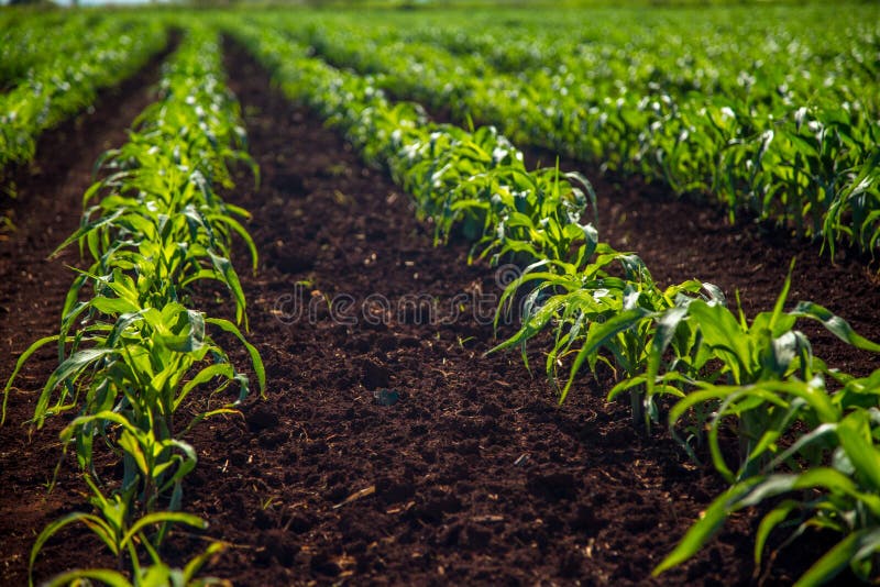 Corn plantation field stock photo. Image of organic, crop - 95611970