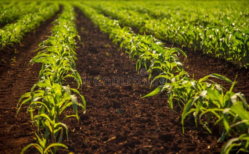Corn plantation field stock photo. Image of countryside - 95612606