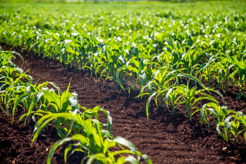 Corn plantation field stock photo. Image of plantation - 95613296