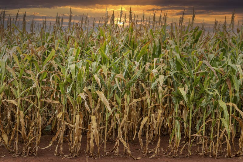 Corn Plantation Field, Food for Animals and Humans Stock Image - Image ...