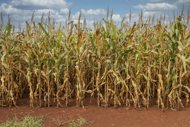 Corn Plantation Field, Food for Animals and Humans Stock Photo - Image ...