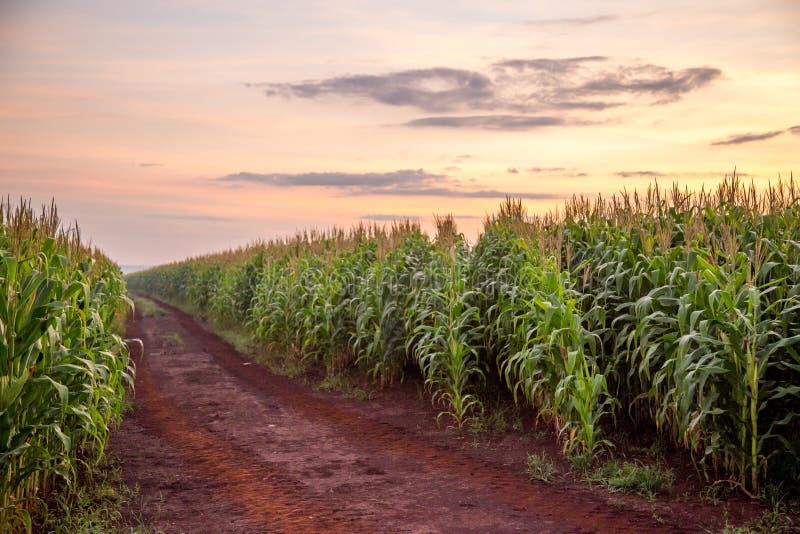 Corn Plantation Field Sunset Stock Image - Image of growing, crop: 95640247