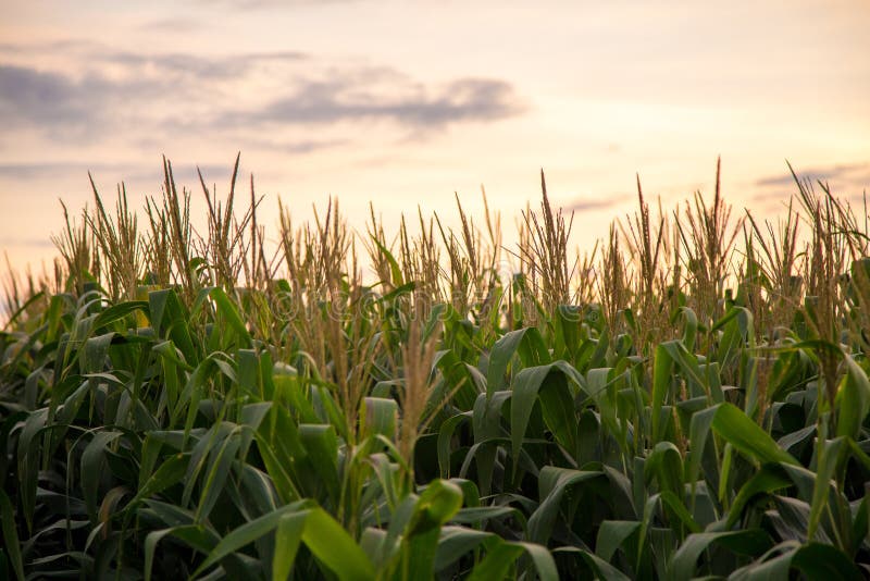Corn Plantation Field Sunset Stock Photo - Image of land, grain: 95640714