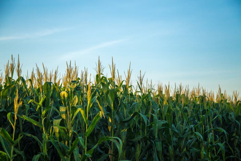 Corn Plantation Field Sunset Stock Image - Image of cultivation ...