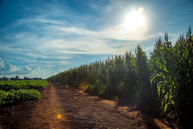 Corn plantation field tree stock image. Image of agriculture - 95647145