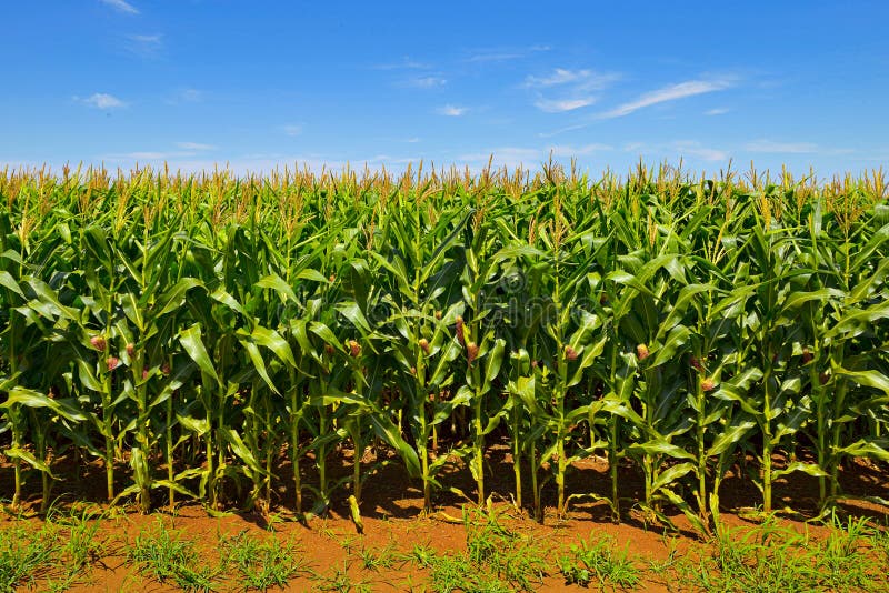 Corn plantation stock photo. Image of corn, rows, green - 206605854