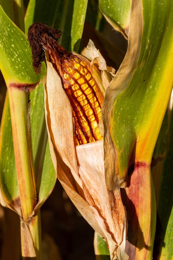 Corn Plantation, for Human Consumption Stock Photo - Image of ...