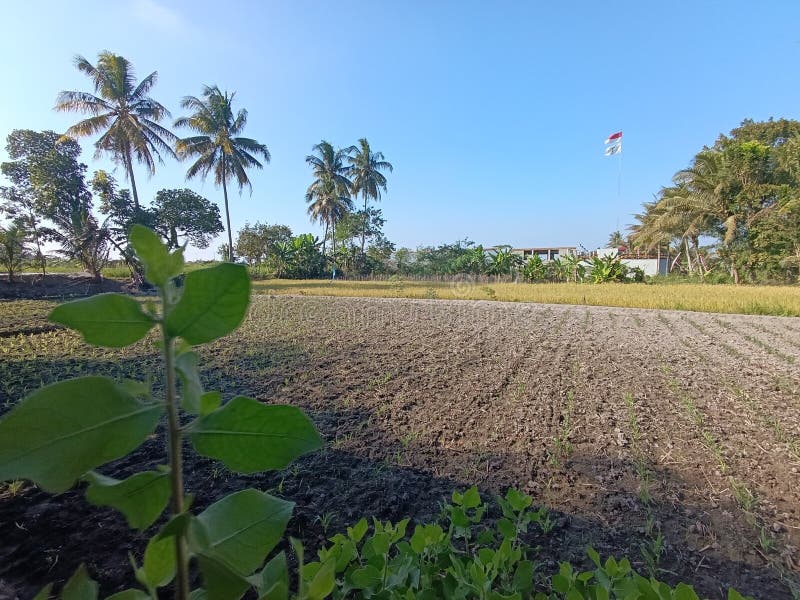 Corn Plantation Rice Fields Surrounded by Coconut Trees Stock Image ...