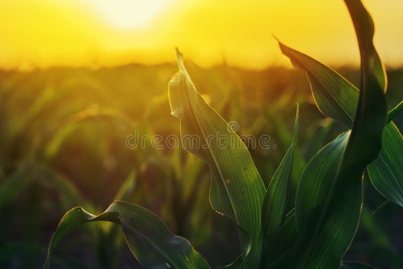 Corn plantation in sunset stock photo. Image of plantation - 132497132
