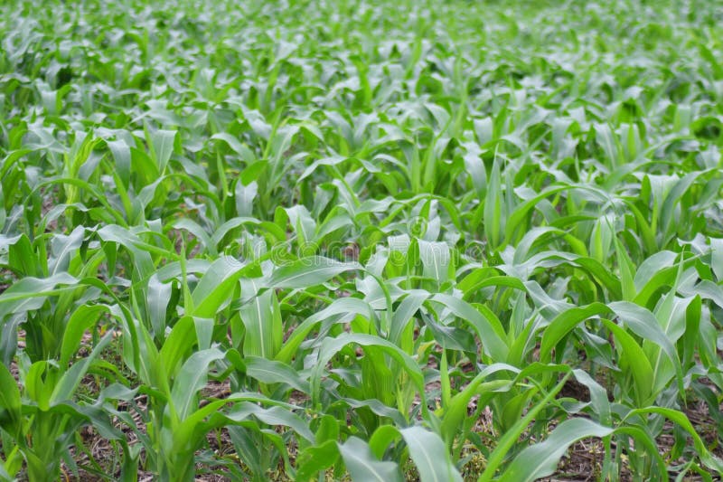 Corn Plantation with Young Corn Plants Stock Image - Image of land ...