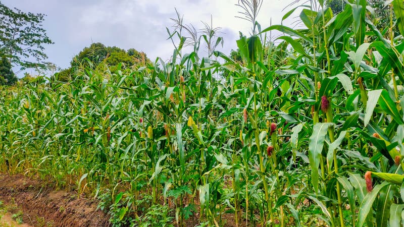 Corn Plantations are Managed by Local Farmers Stock Photo - Image of ...