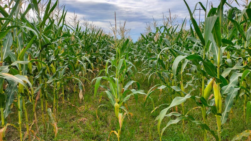Corn Plantations are Managed by Local Farmers in Manokwari Stock Photo ...