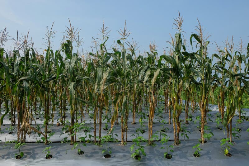 Corn Plantations Mixed with Chili Plants. Stock Image - Image of ...