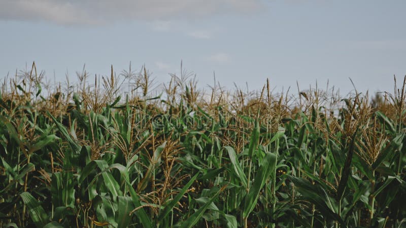 Corn Plantations Swaying in Wind in Sunlight. Crops Swaying on Windy ...