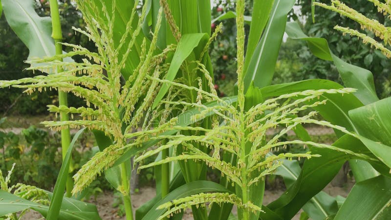Corn Planted in the Country Gives a Harvest Stock Footage - Video of agriculture, food: 371327568