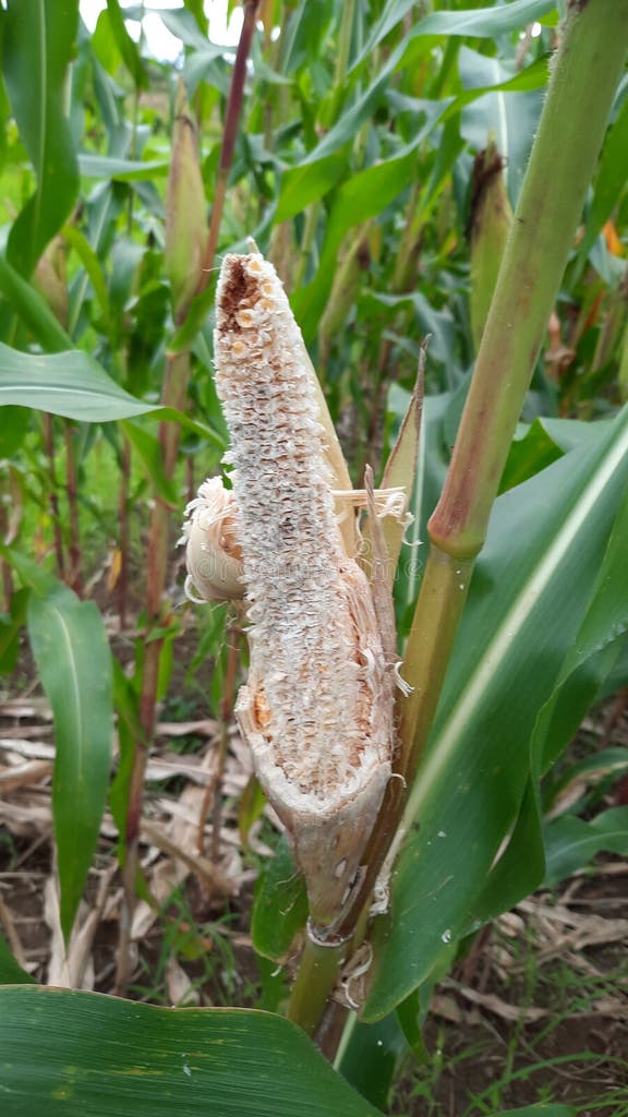 Corn that is Planted Farmers in the Fields are Eaten by Rats Stock ...