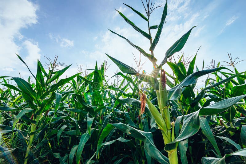 Corn Planted in Corn Field and Blue Sky Stock Image - Image of plant ...