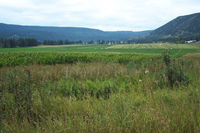 Cow corn fields stock photo. Image of columbia, homestead - 255169392