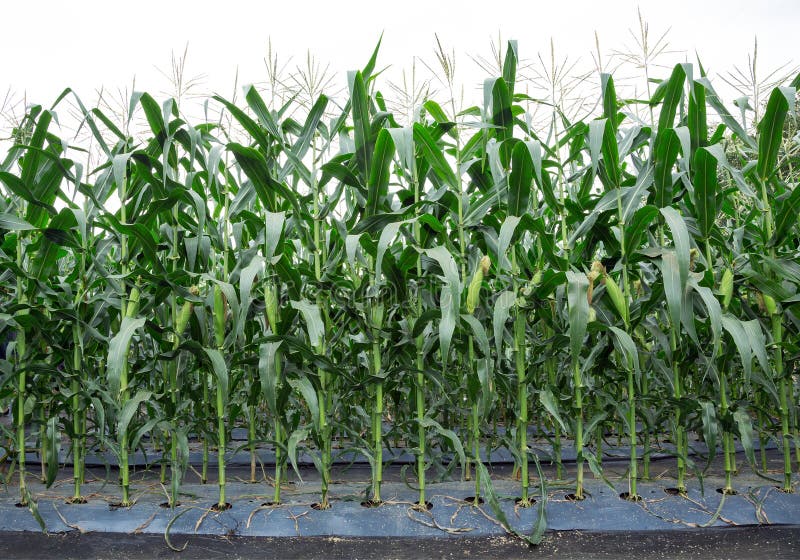 Corn in the planting. stock photo. Image of grow, maize - 281716800