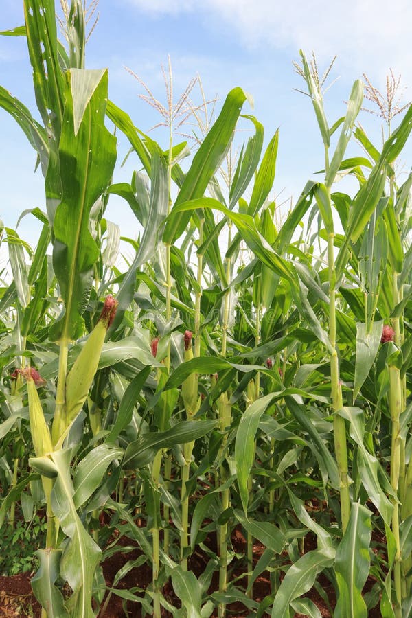 Organic food.Corn planting stock photo. Image of natural - 158239980