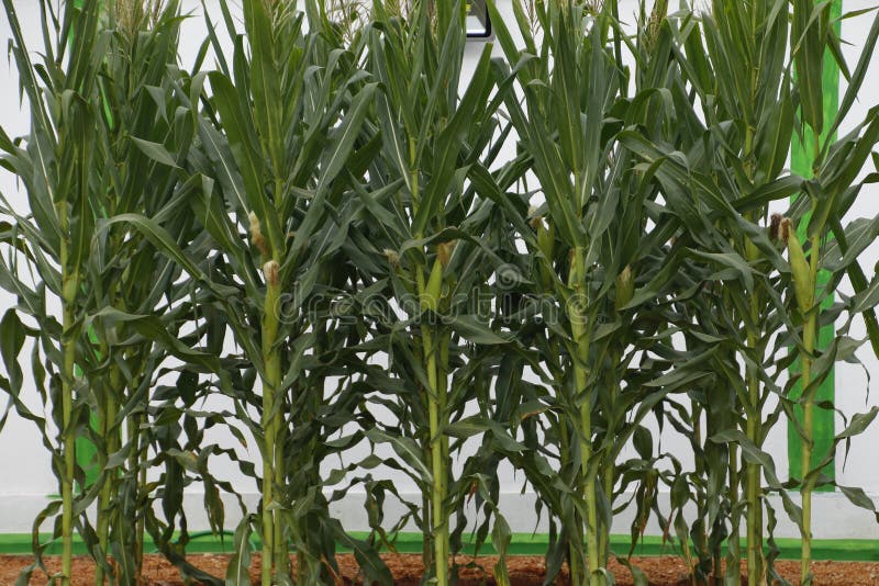 Corn planting in sample stock image. Image of environment - 119263859