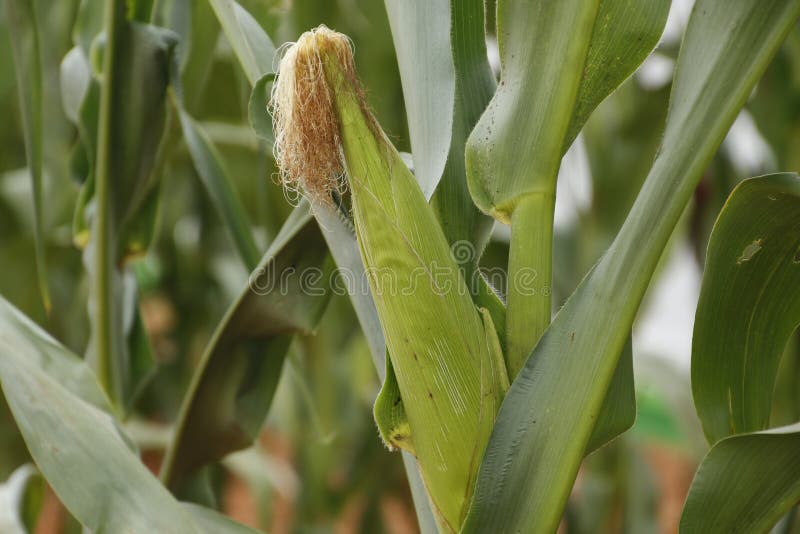 Corn planting in sample stock image. Image of closeup - 119263867