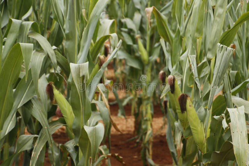 Corn planting in sample stock image. Image of closeup - 119263867