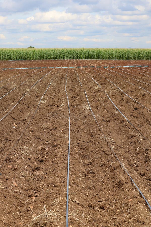 Corn Planting Under Drip Irrigation Stock Image - Image of vegetable ...